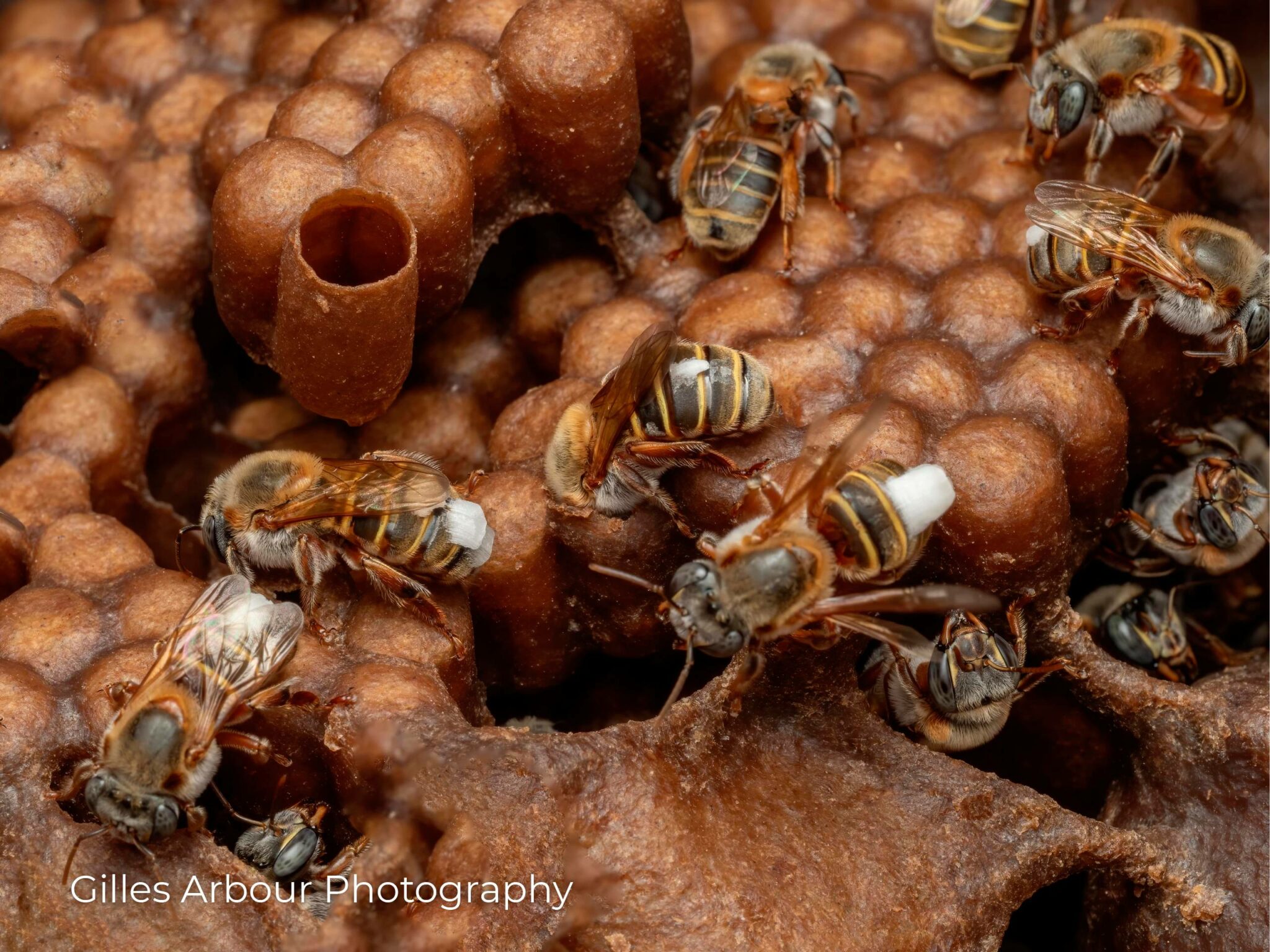Mayan Melipona Bee Conservation - Yucatan's Sacred Bees