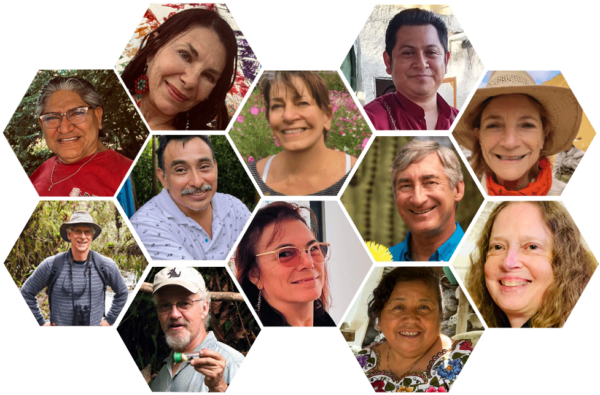 Mayan Melipona Bee Conservation - Yucatan's Sacred Bees